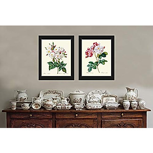 Botanical Pink White Roses Prints - Unframed - Beautiful Antique Illustration Wall Art Set of 2 Prints French Flowers Home Room Decor Small or Large Dining Room Bedroom Living Interior Design LRR