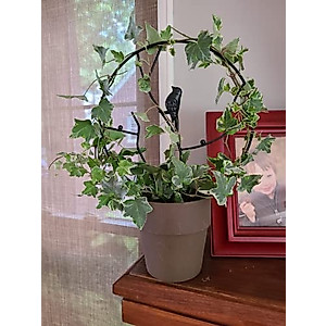 TKRSRK 2 Pcs Iron Garden Trellis for Climbing Plants, 13.6" Rust-Proof Small Trellis for Indoor Potted Plants, Round Circle Trellis with Bird, Metal Vine Plant Support Trellis for Vines - Black