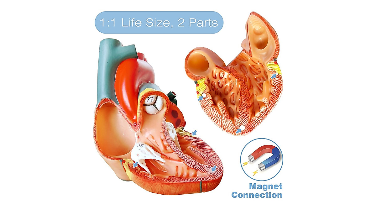 EVOTECH Human Anatomy Models Set - Educational 3D Study Tools