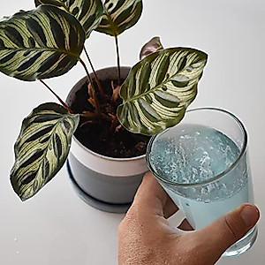 Houseplant Fertilizer & Indoor Plant Food | Self-Dissolving Tablets | Make Feeding Your Plants a Breeze | Instant Plant Food (2 Tablets)