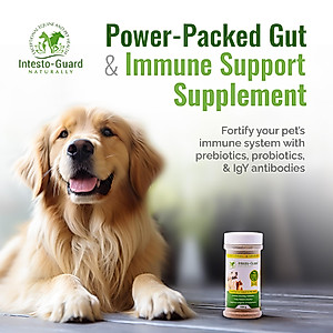 INTESTO-GUARD Probiotic Pet Supplement Prebiotic & Probiotics for Dogs & Cats Bowel, Digestive & Immune Support Supports Gut Flora, Nutrition - 180G Powder, 90 Day Supply (6 Pack) - All-Natural