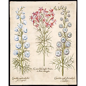 [Wild variegated larkspur] Consolida regalis Aruensis flore variegato; [Double-flowered white lark-spur] Consolida regalis multiplici flore argenteo; [Double-flowered white lark-spur] Consolida regalis flore multiplici cinericeo