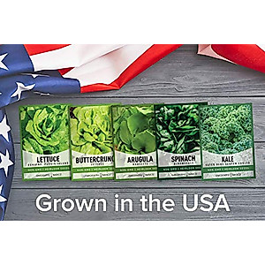 Lettuce and Greens Heirloom Vegetable Seed Non-GMO Seeds for Planting Indoors and Outdoor 5 Packs - Lettuce Buttercrunch, Romaine, Arugula, Kale and Spinach by Gardeners Basics