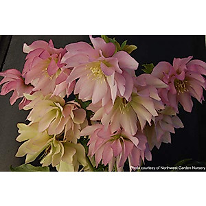 Perennial Farm Marketplace Helleborus x W.J. 'Cotton Candy' (Lenten Rose) Perennial, 1 Quart, Pink Flowers