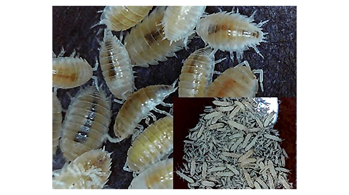 Dwarf White Isopods & Springtails - Ideal for Vivariums