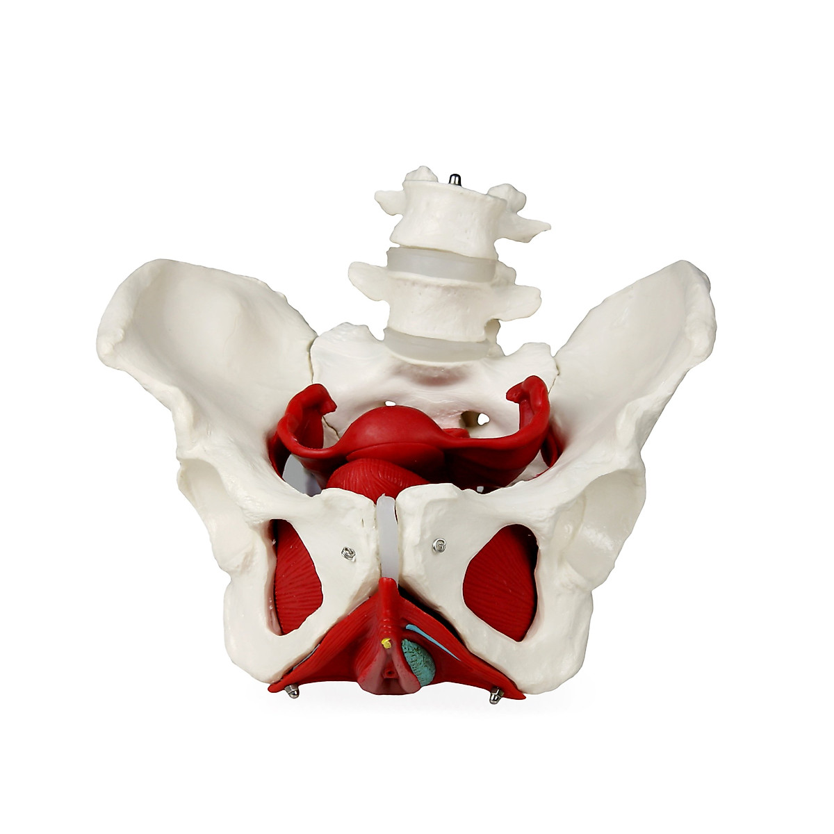 Jackson Global JS00024 Female Pelvis with Organs | Removable Organs Include Uterus, Colon and Bladder | Includes Detailed Instruction Manual