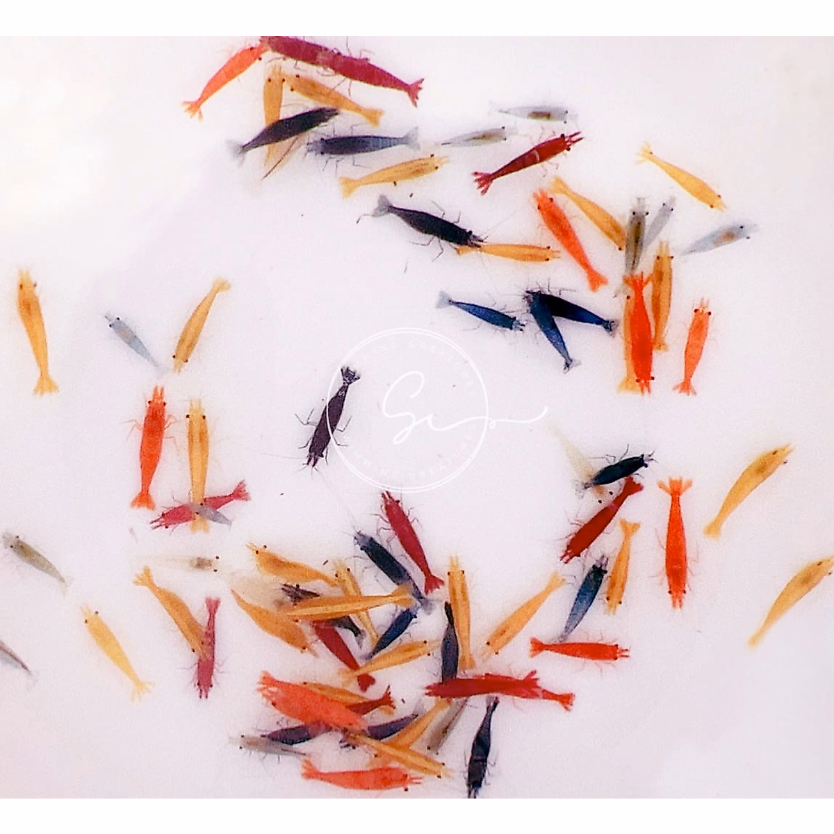 Swimming Creatures 20 Mixed Color Neocaridina Shrimp Skittles Live Freshwater Aquarium Shrimp. Live Arrival Guarantee.