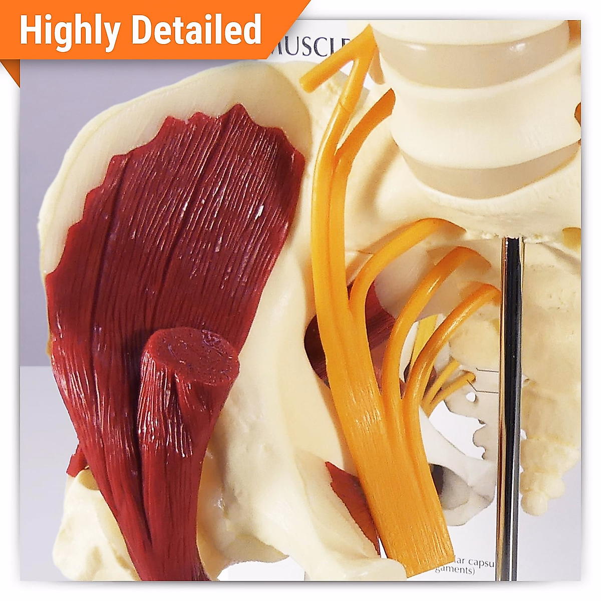 Hip Joint w/Sciatic Nerve Model | Human Body Anatomy Replica of Normal Muscled Hip Joint w/Sciatic Nerve for Doctors Office Educational Tool | GPI Anatomicals