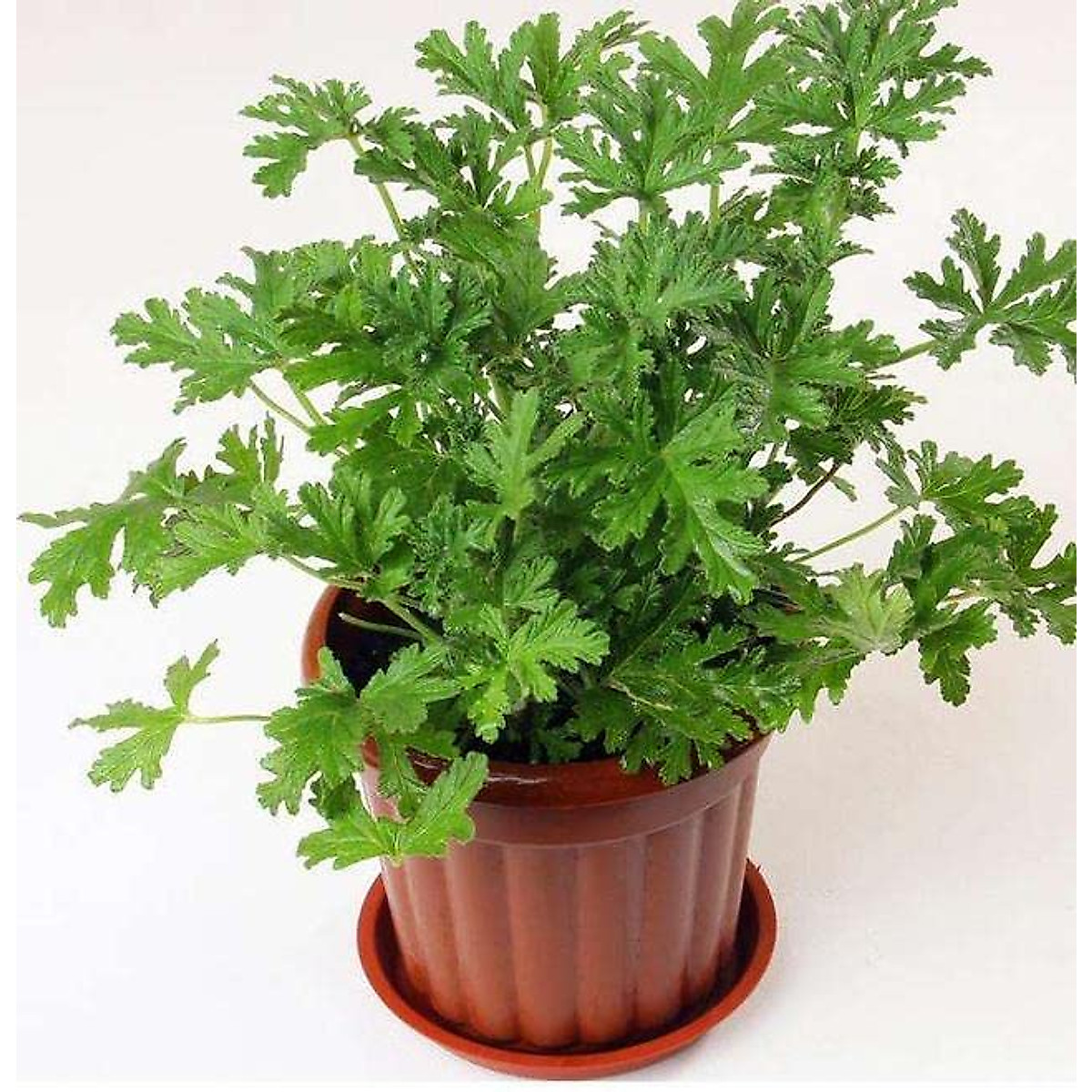 1000+ Citronella Plant Seeds for Planting Mosquito Plant Seeds Outdoor Non-GMO Heirloom Citronella Keeps Mosquitoes and pests Away