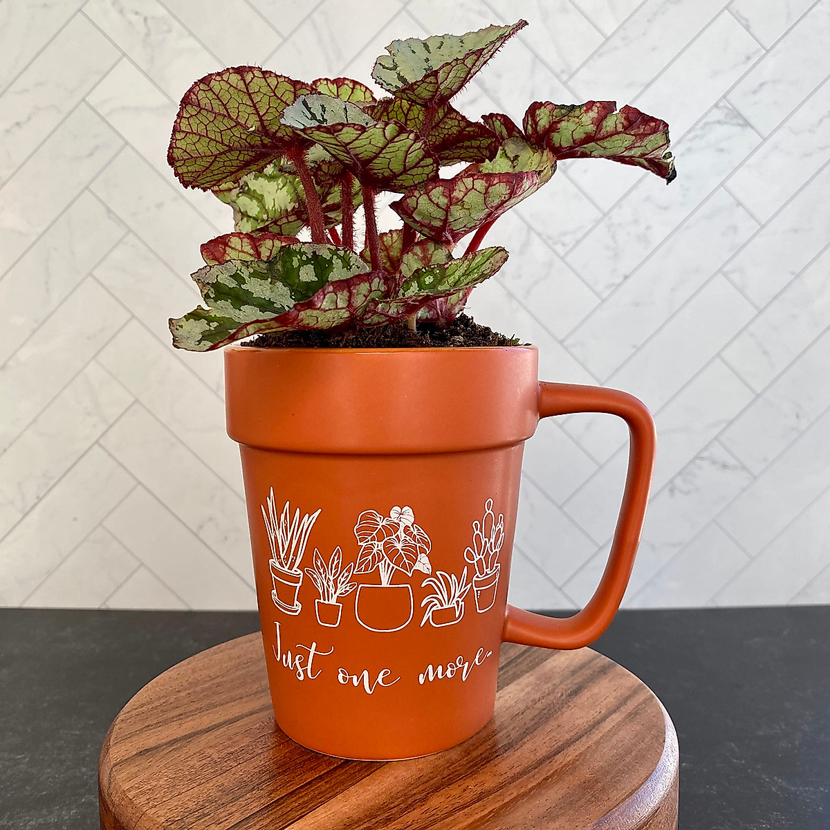 Plant Mug - Plant Gift - Plant Lady - Plant Lover Gift - Crazy Plant Lady - Coffee Lover Gift - Gift for Her - Gift for Mom - Garden Mug