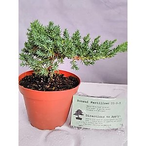 Japanese Juniper Bonsai Starter Tree 4" Pot +Bonsai Fertilizer