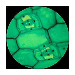 AmScope PS50A Prepared Microscope Slide Set for Basic Biological Science Education, 50 Biology and Pathology Slides, Includes Fitted Wooden Case