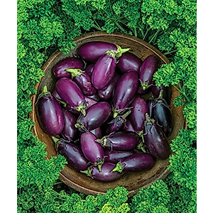 Burpee Patio Baby Eggplant Seeds 30 seeds