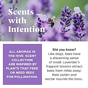 PROJECT HIVE ·PET COMPANY· - Calming Lavender Scented - Hive Dog Fetch Stick for Large Breeds - Dog Stick Toy - Floats in Water - Treat Dispenser Toy - Durable and Tough - Made in The USA