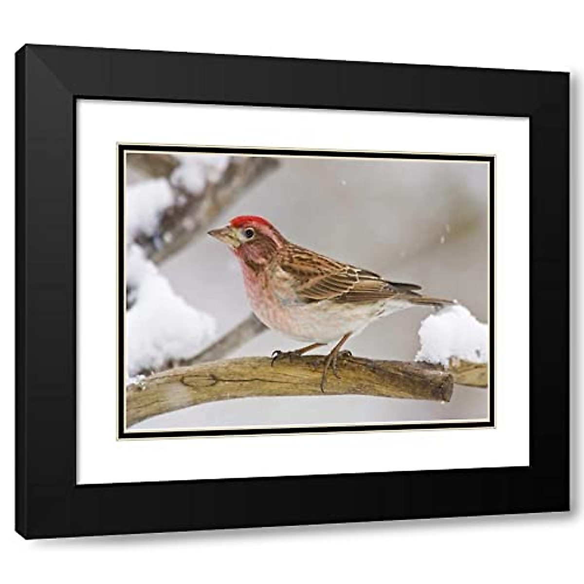 ArtDirect CO, Frisco Cassins Finch Perched on Branch 18x13 Black Modern Wood Framed with Double Matting Museum Art Print by Lord, Fred