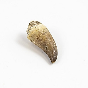 Museum Quality Mosasaurus Tooth in Display Case - Genuine Dinosaur Tooth from The Late Cretaceous Period - A-Grade Dinosaur Fossils