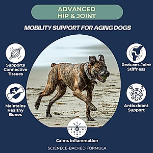 Advanced Hip & Joint Supplements for Dogs, USA Made with Glucosamine & Green Lipped Muscle for Mobility Health, 60ct