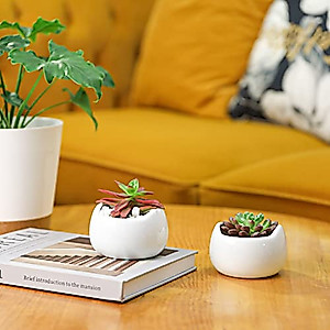 T4U Animal Succulent Pot 4 Inch Set of 6, Cat Shape Ceramic Planter with Drainage Hole, Cute Container for Small Cactus Bonsai Herb Plant, Indoor Home Office Garden Decoration Gift