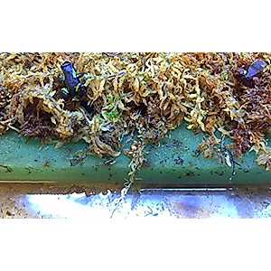 Josh's Frogs Frog Foam Terrarium Liner (12x12 Glass Terrarium)