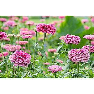 500+ Mix Colors Zinnia Seeds for Planting Outdoors, Heirloom Non-GMO 90% Germination, Open Pollinated, Wonderful Gardening Gifts