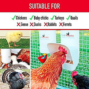 Royal Rooster Chicken Feeder and Waterer Set - Includes 1 Gallon Waterer with 2 Cups and 7lb Feeder for Chickens - Chicken Coop Accessories with Hanging Chicken Poultry Feeder and Chicken Waterer Kit