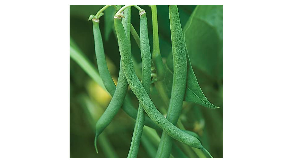 50+ Blue Lake Pole Bean Seeds - Non-GMO Garden Bulk