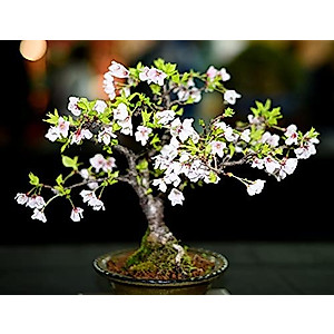 20 Japanese Flowering Cherry Blossom Rare Bonsai Seeds - Pink Flowering Tree, Sakura Bonsai Seeds