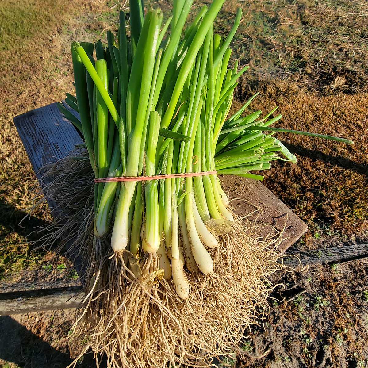 Sapelo Sweet Onion Plants