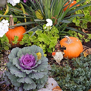 Needzo Cute Autumn Welcome Sign Garden Gnome Holding a Pumpkin, Fall Gnomes for Yard Decoration, Thanksgiving Porch Decorations, 6 Inches