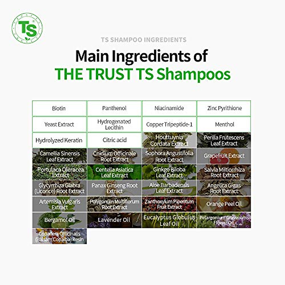 THE TRUST TS Shampoo 500ml(16.9oz), Healthy Hair and Scalp, Provides Vital Elements for Hair.