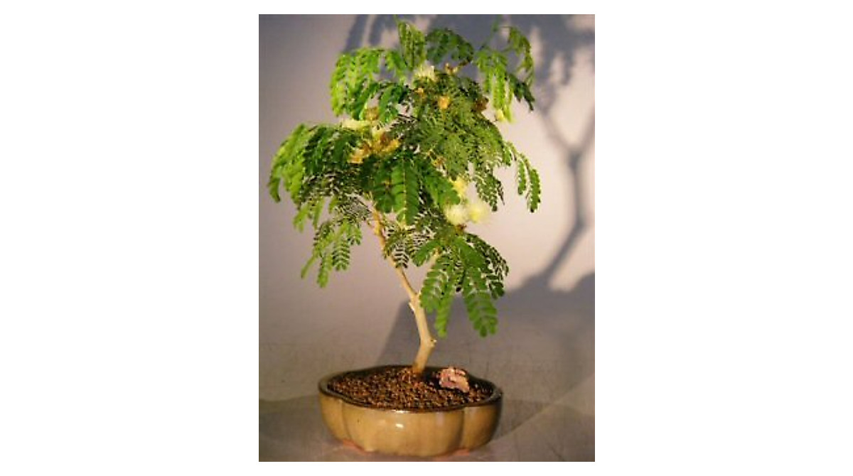 Flowering Brazilian Raintree Bonsai Tree - Medium | Grow Your Unique Bonsai