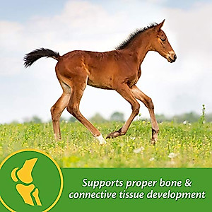 Farnam Grow Colt Supplement for Growth & Development, Supports Normal, consistent Growth in First Years of foal's Life, 7.5 lbs, 60 Day Supply