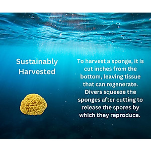 Natural Sea Wool Sponge 4-5" by Spa Destinations ® Amazing Natural Renewable Resource Creating The in Perfect Bath and Shower Experience
