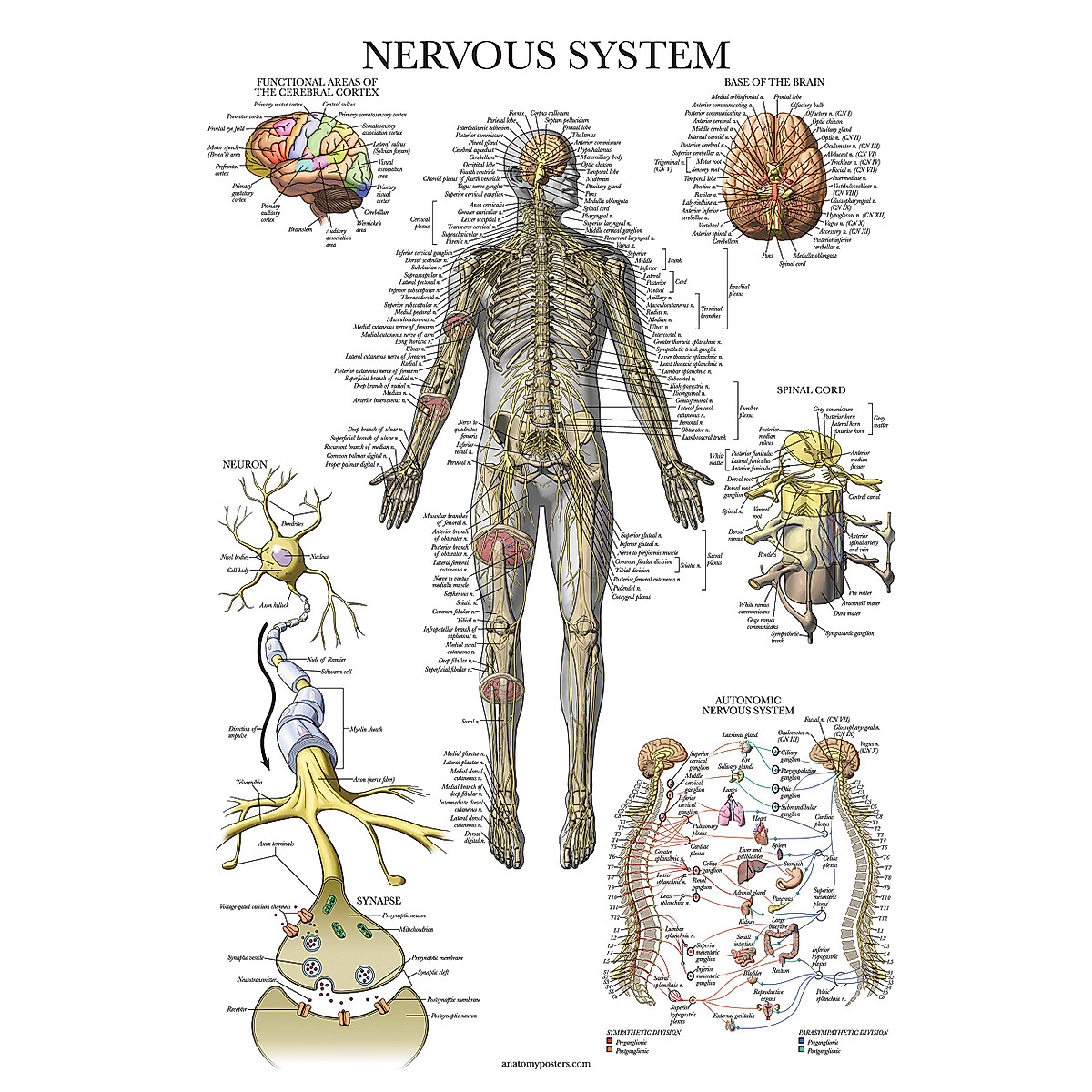 Palace Learning 2 Pack - Spinal Nerves & Nervous System Anatomy Posters - Set of 2 Anatomical Charts - Spine/Nervous - Laminated 18" x 24"