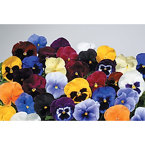 Burpee Atlas Mix Pansy Seeds 35 seeds