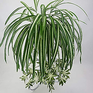 GWOKWAI 2Pcs Artificial Chlorophytum, 25.5in Faux Plant Hanging Basket Simulation Ivy Green Leaves Fake Wall Hanging Plants for Home Garden Office Verandah Wedding Decoration