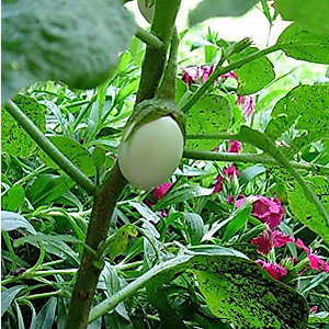 CHUXAY GARDEN 30 Seeds Easter Eggplant, Solanum Ovigerum,Ornamental Eggplant Fresh Vegetables Delicious Healthy Vegetable Gardening Gifts Great for Garden