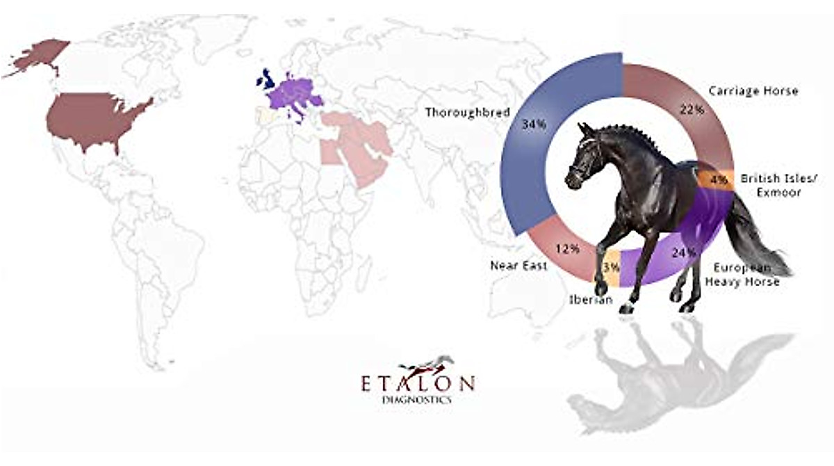 Etalon Horse DNA Test: Uncover Coat Color & Traits