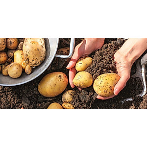 Simply Seed™ - 5 Lb Seed Potatoes Non GMO Red Pontiacs and German Butterballs