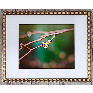 Raindrop on Branch, Limited Edition 1, Photo 4 of 4 - Framed Office Art- Inspirational 24x30-with 20x24-mat