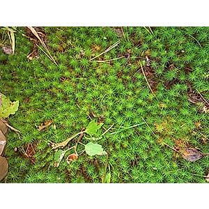 Tin Roof Treasure Live Terrarium Moss Assortment