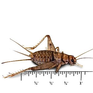 Josh's Frogs 1" Large Adult Banded Crickets (250 Count)