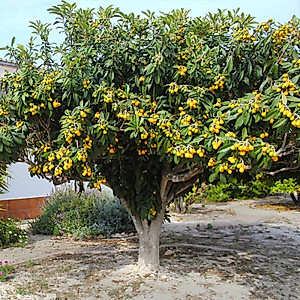 CHUXAY GARDEN 10 Loquat Fruit Seeds Japanese Plum,Chinese Plum,China Pipa Evergreen Shrub Tree Sweet Relieve Cough and Promote Fluid Gardening Gifts, Yellow
