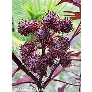 Onalee's Seeds Castor Bean -Deep Purple- New Zealand Purple, Tropical Look, Fast Growing - Ricinus Communis, (16+ Seeds) Grown in and Shipped from USA!