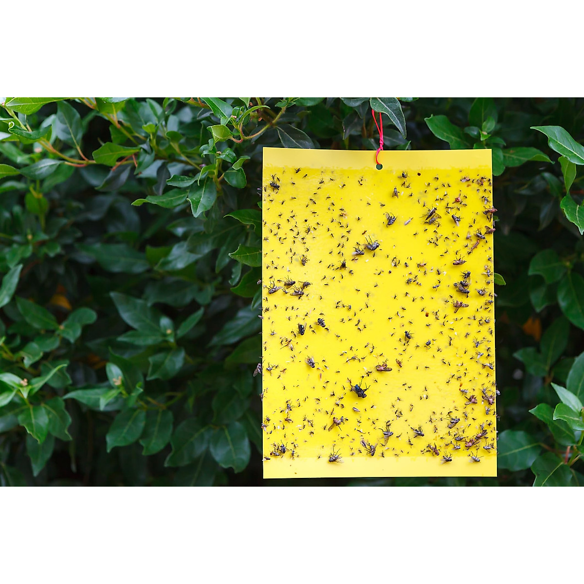 Insectifuge 30Pcs Dual-Sided Yellow Sticky Traps for Plant Gnats - Waterproof Fly Paper Outdoor Indoor for Fungus Gnat Trap, Fly Tape Outdoor for Whiteflies, Aphids, Leafminers, Fruit Fly Sticky Traps