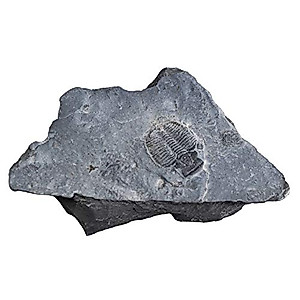 EISCO 12 Piece Deluxe Fossil Collection - Includes 12 Samples, Information Cards and a Geological Timescale - Great for Introductory Fossil Study
