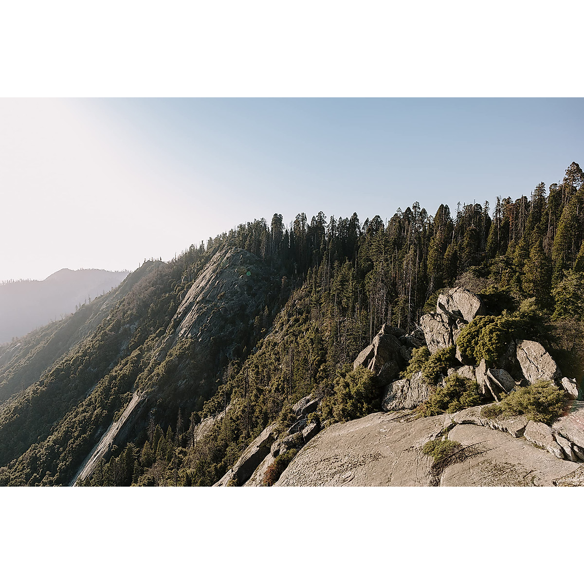 Conifers of The Sierra Nevada | Collection of 5 Live Tree Seedlings | The Jonsteen Company