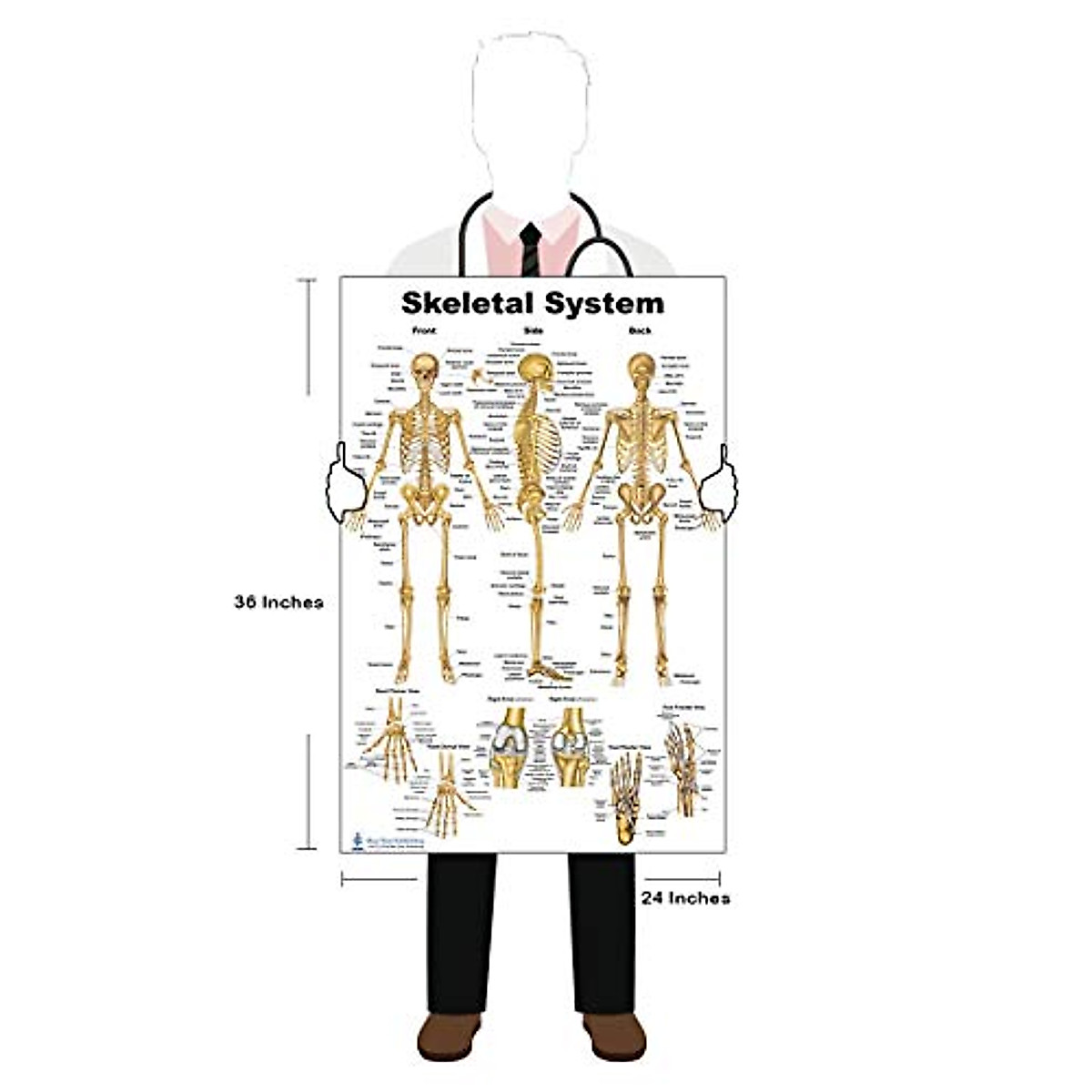 Skeletal System and Male Muscle Poster Set 24 x 36 inch, Extra Pocket Size Muscle Cards, Marker and Eraser Compatible