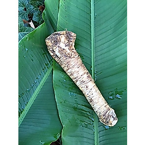 1 Lb. Horseradish Root. Great for Fall Planting! Make Tasty Sauces and Enjoy All Its Health Benefits! Sold by Weight, so You May Receive One Large Root, or Several Small Ones, Depending on Harvest.
