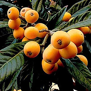 CHUXAY GARDEN 10 Loquat Fruit Seeds Japanese Plum,Chinese Plum,China Pipa Evergreen Shrub Tree Sweet Relieve Cough and Promote Fluid Gardening Gifts, Yellow